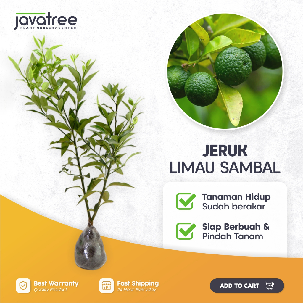 Jual JAVATREE - Tanaman Jeruk Limo ( Jeruk Sambal ) | Shopee Indonesia