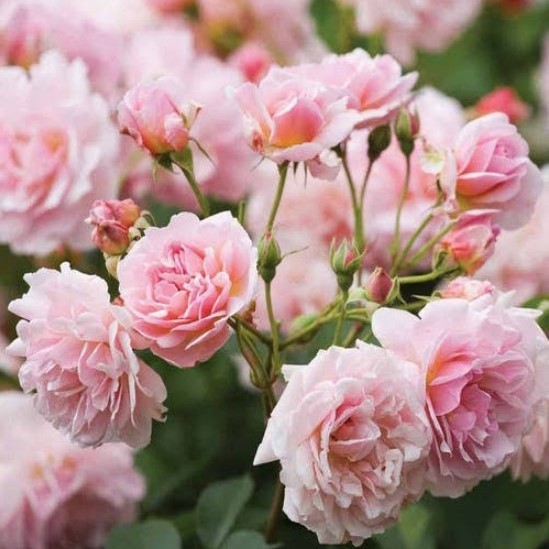 Jual 4 Biji Benih Bunga Mawar Pink Jumbo Mawar Giant | Shopee Indonesia