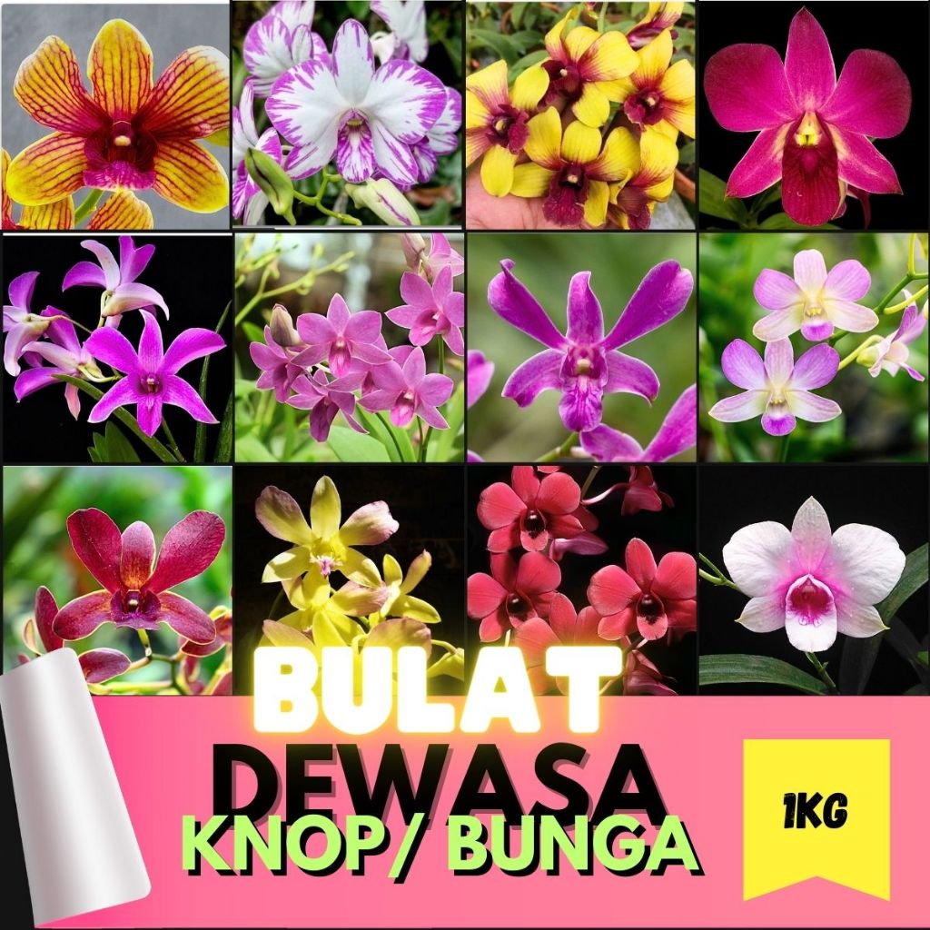 Jual Anggrek Dendrobium Bulat ADB Siap Bunga (Tanaman Hias) | Shopee ...