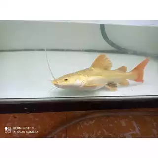 Jual Ikan RTC Terlengkap & Harga Terbaru Agustus 2024 | Shopee Indonesia