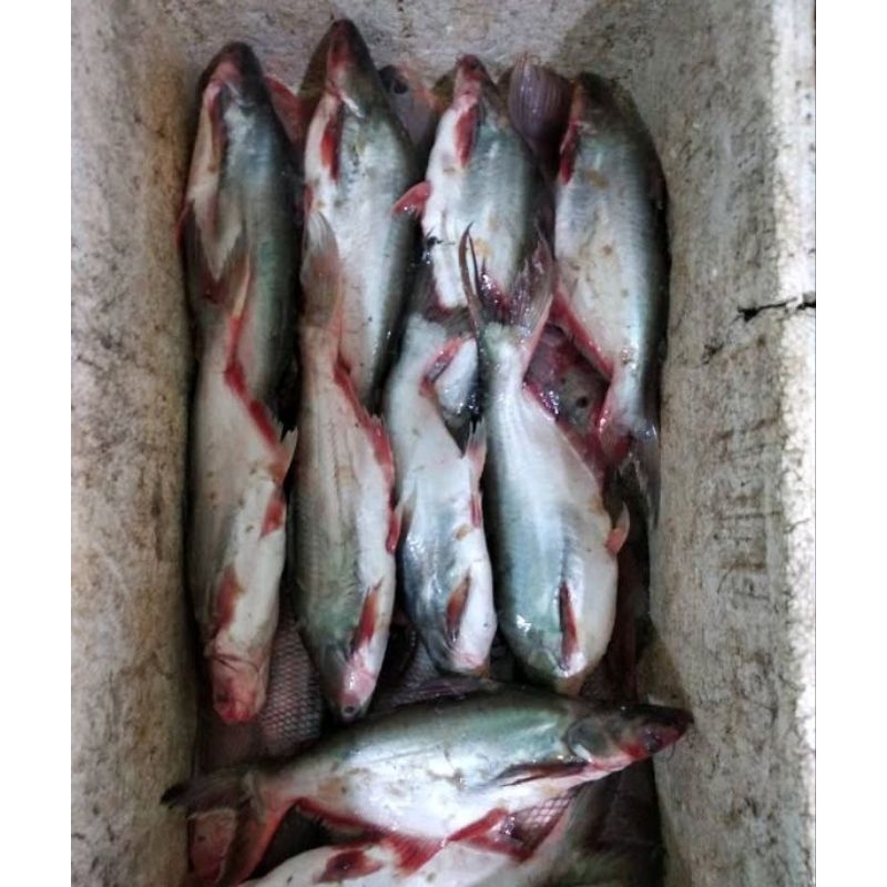 Jual Ikan Patin (bersih) | Shopee Indonesia