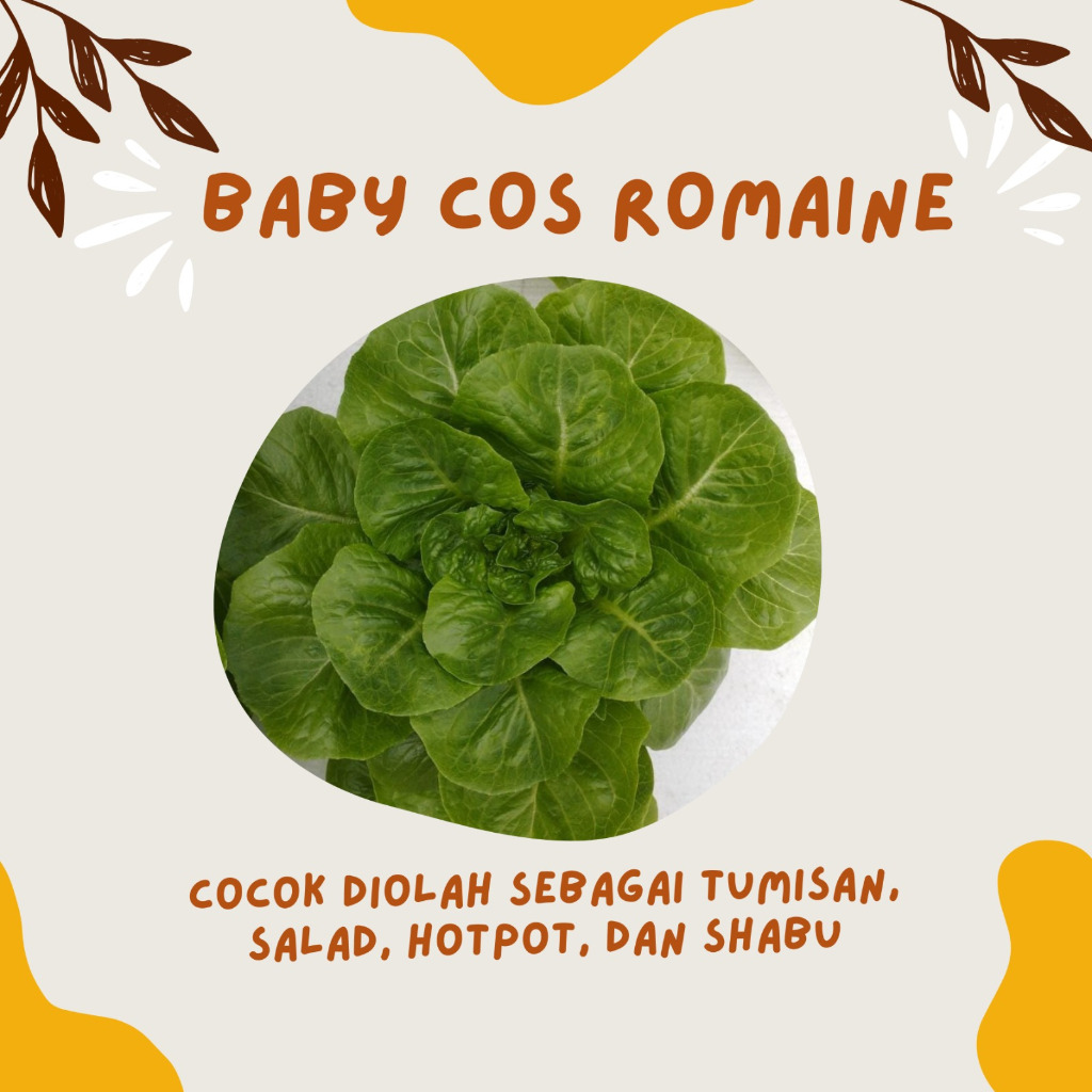 Jual BUY 1 GET 1 SELADA MINI ROMAINE (HIDROPONIK) | Shopee Indonesia