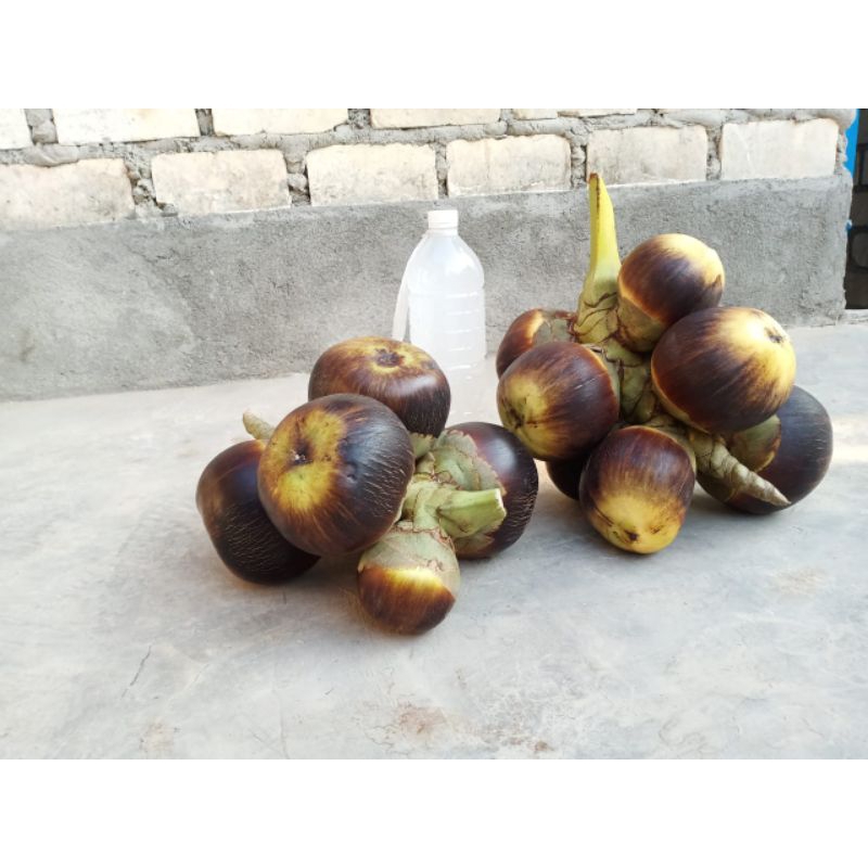 Jual Paket 3 Buah Lontar Utuh Dan Air Legen Tuban isi 1,5liter | Shopee ...