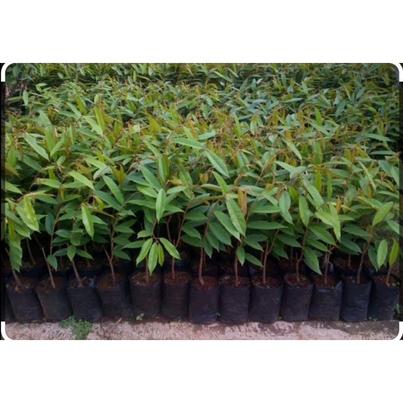 Jual BIBIT DURIAN DURI HITAM | Shopee Indonesia
