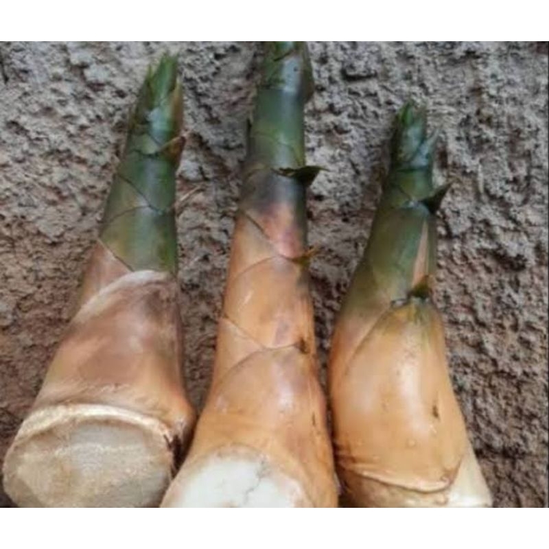 Jual Rebung bambu kuning segar 1 kg | Shopee Indonesia
