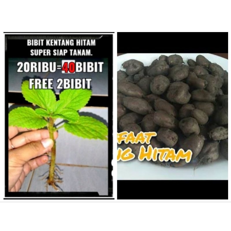 Jual bibit kentang hitam siap tanam dan perawatan . kentang kleci ...