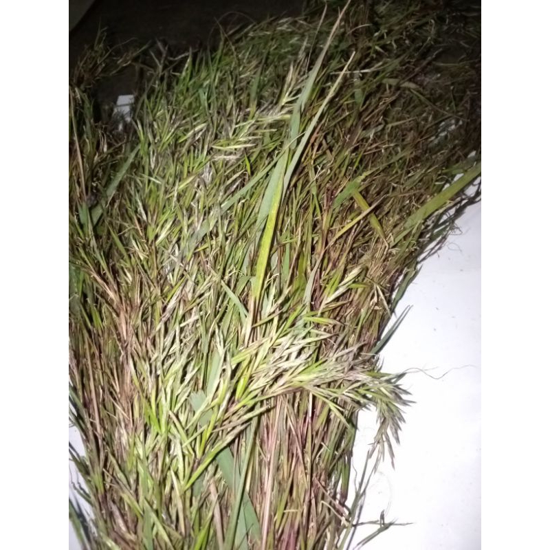 Jual bunga sereh wangi segar satu ikat | Shopee Indonesia