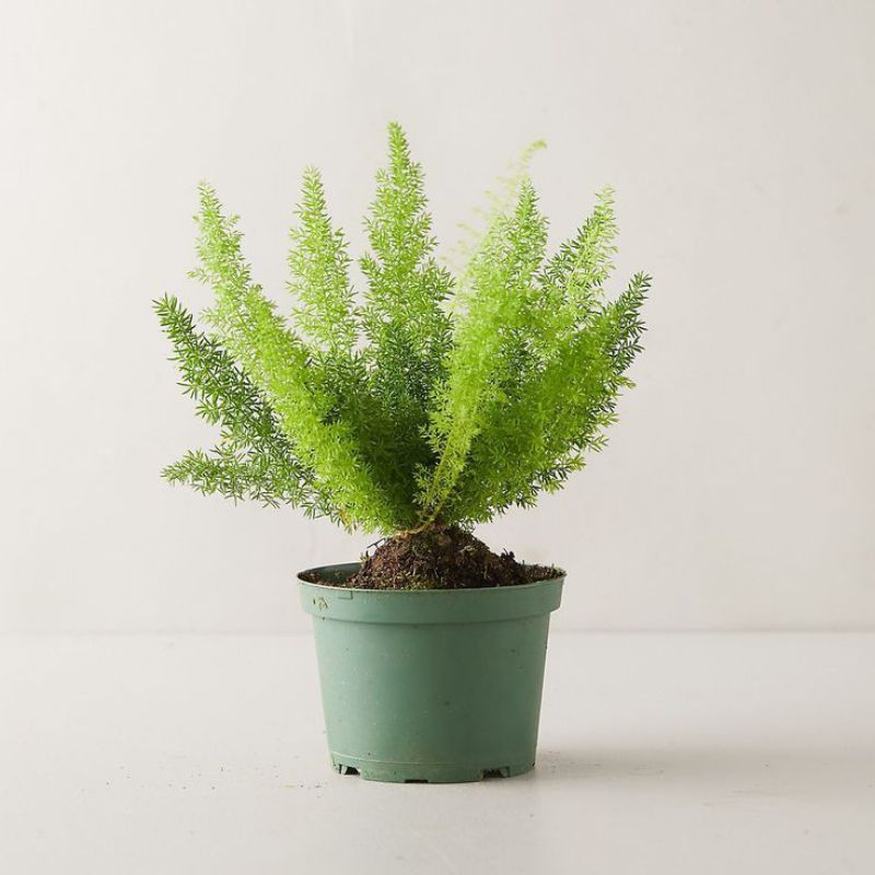 Jual tanaman hias ekor tupai,asparagus-TANAMAN DALAM RUMAH EKOR TUPAI ...