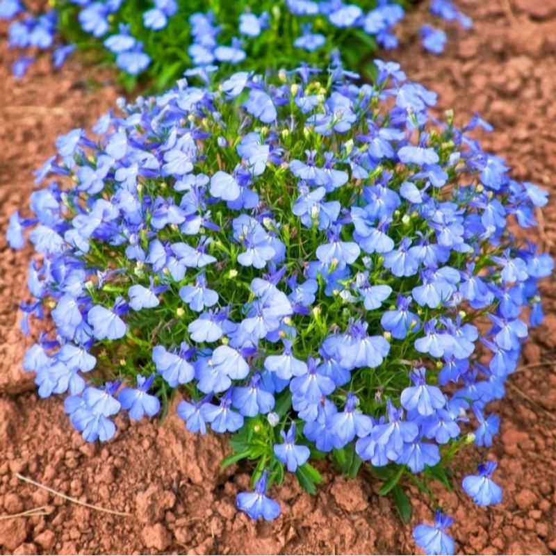 Jual Biji Benih Bunga Lobelia Cambridge Blue - 10 Seeds | Shopee Indonesia