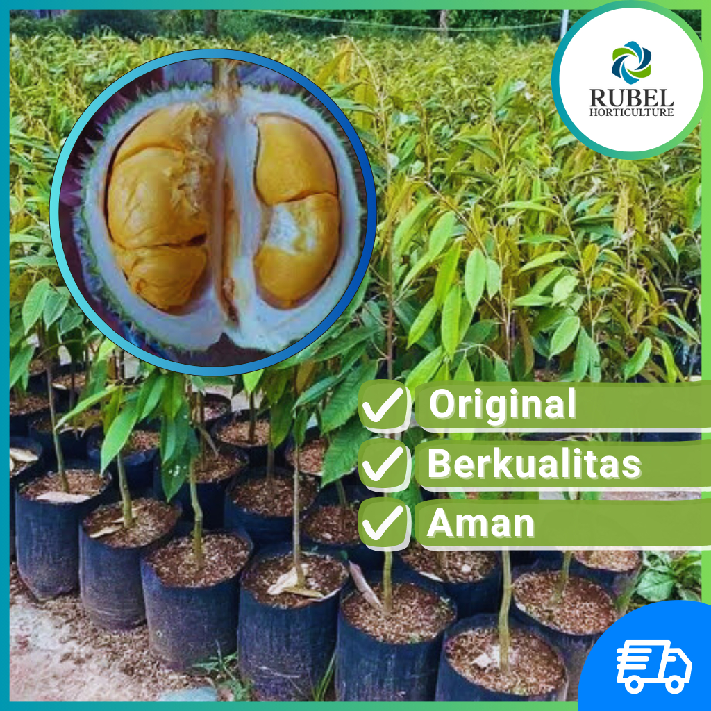 Jual Bibit Durian Black Thorn Ochee Duri Hitam Asli Malaysia Tanaman ...