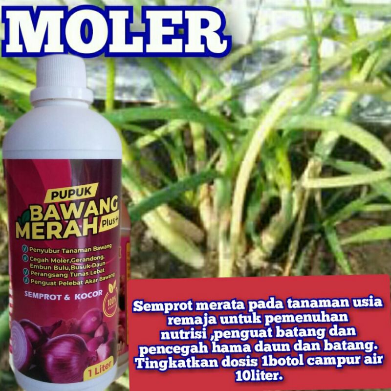 Jual Pupuk Bawang Merah Penyubur Tanah Pelebat Tunas Cegah Hama Moler Embun Bulu Busuk Daun ...