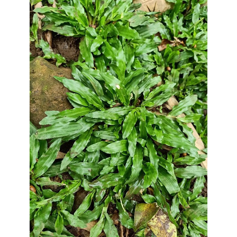 Jual rumput gajah mini 1 rumpun | Shopee Indonesia