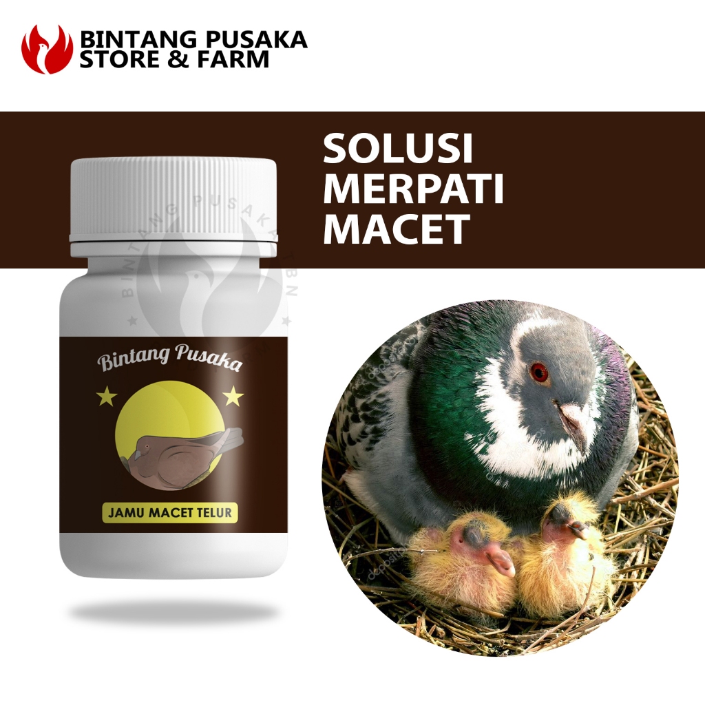 Jual Jamu Merpati Jantan Bening dan Betina Macet Telur - Bintang Pusaka ...
