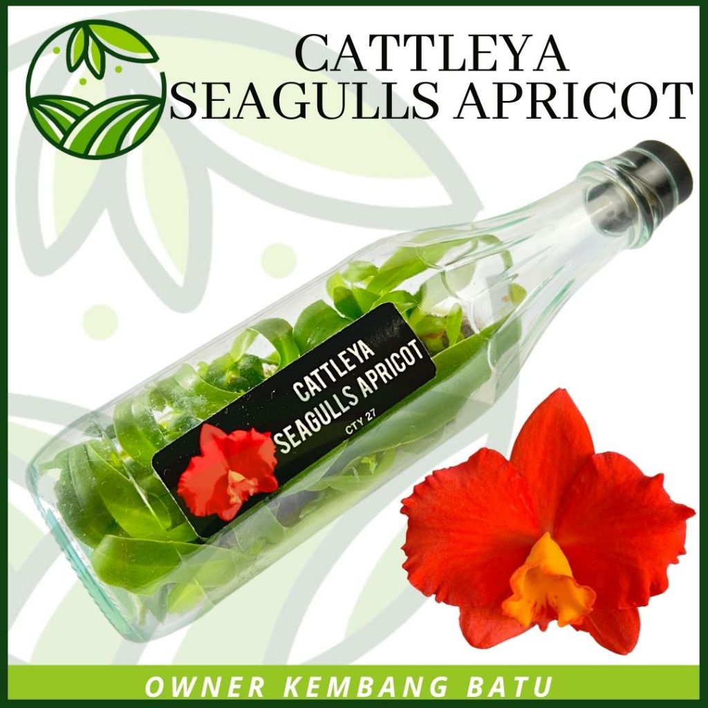 Jual Bibit Cattleya Dalam Botol Anggrek SEAGULS APRICOT Bunga Besar ...
