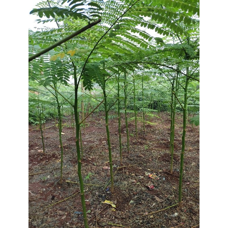 Jual pohon solobium tinggi 2 meter | Shopee Indonesia