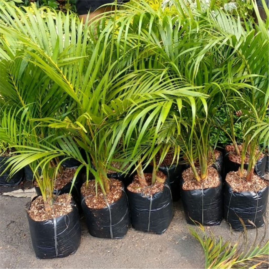 Palem Kuning (Dypsis Lutescens): Si Cantik Penyerap Polutan, Hadiah ...