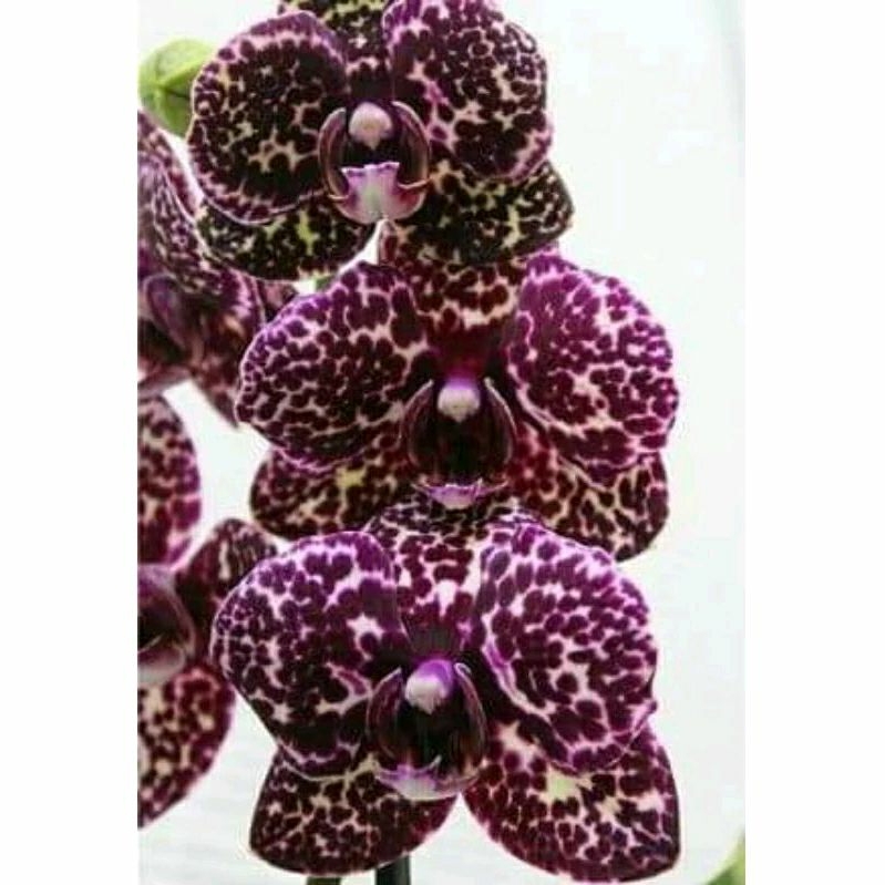 Jual ANGGREK BULAN PRA DEWASA BUNGA JUMBO (Warna Black leopard ...
