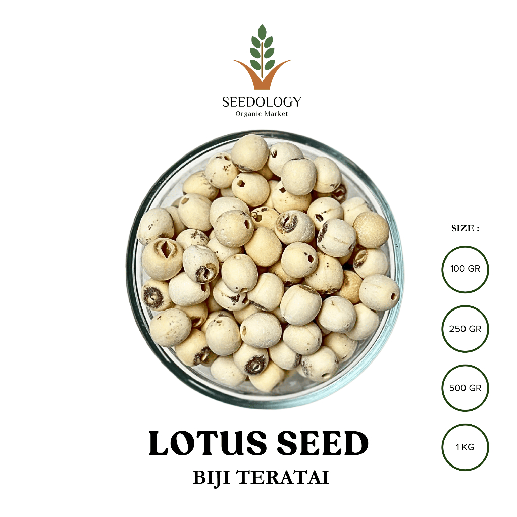Jual Lotus Seed 500gr - Biji Teratai (Lian Zhi) | Shopee Indonesia