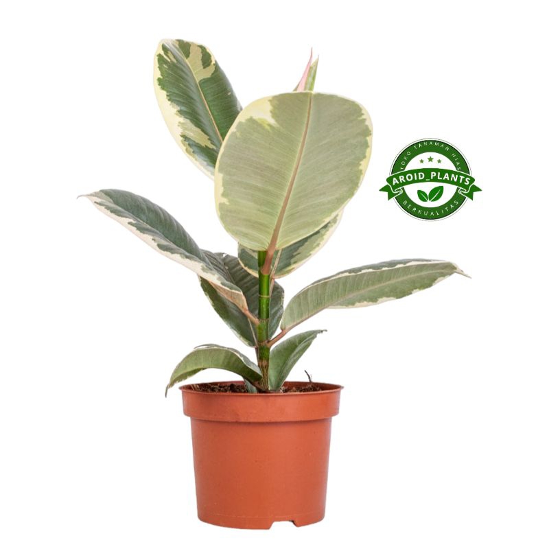 Jual Tanaman Hias Ficus Elastica Tineke Variegata - Pohon Karet Kebo ...