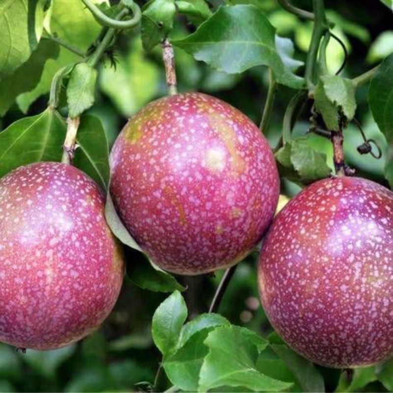 Jual Bibit Tanaman Buah Markisa merah bibit Markisa Pohon Markisa Passiflora merah manis ...