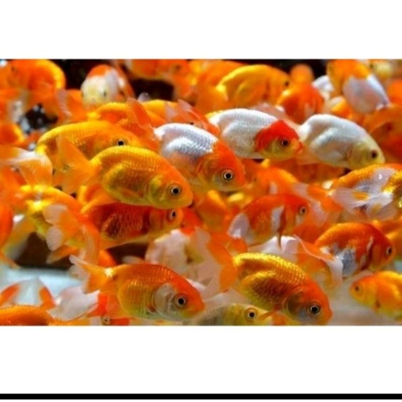 Jual ISI 3 KOKI RANCU petani rancu | Shopee Indonesia