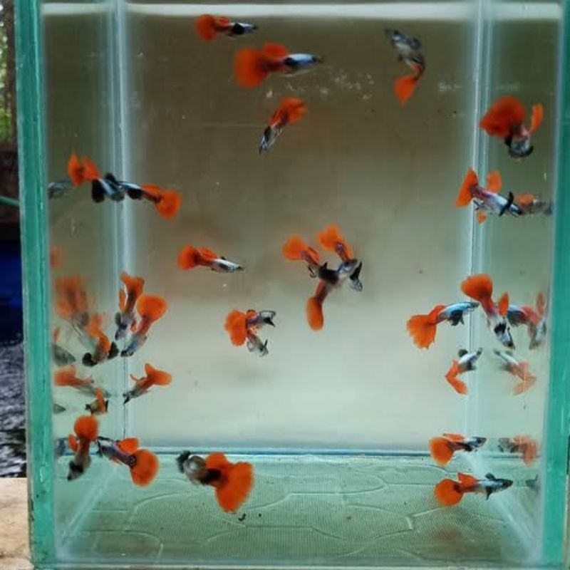 Jual IKAN HIAS GUPPY PRTDE | Shopee Indonesia