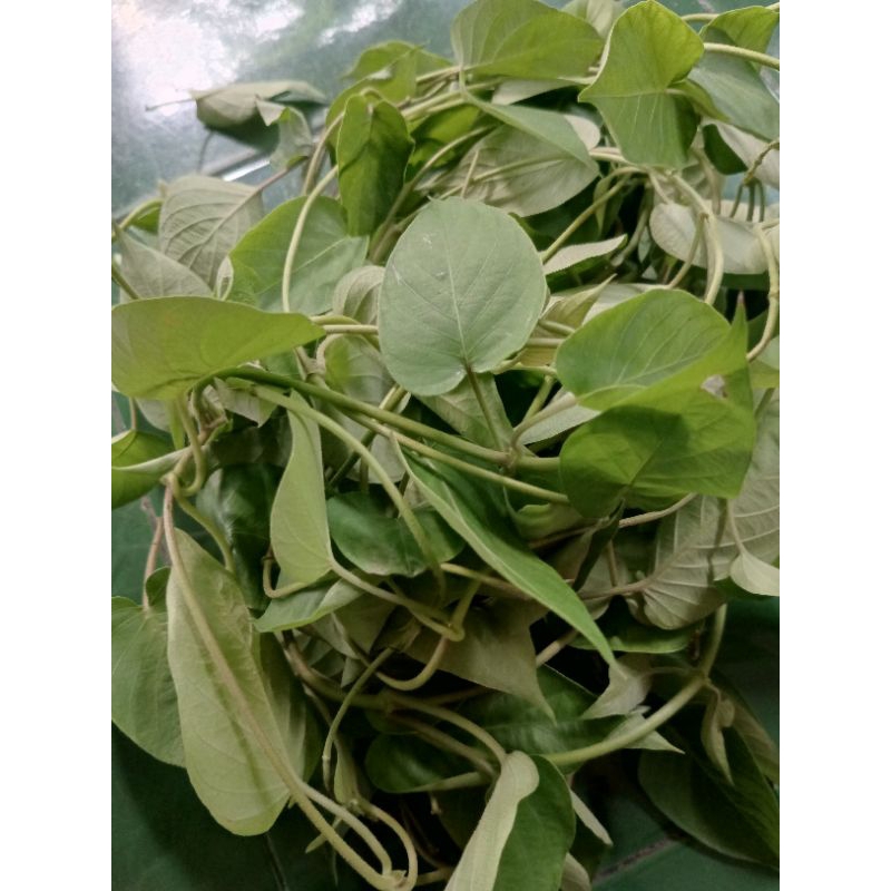 Jual Simbukan/Daun Kentutan 100 lembar. | Shopee Indonesia