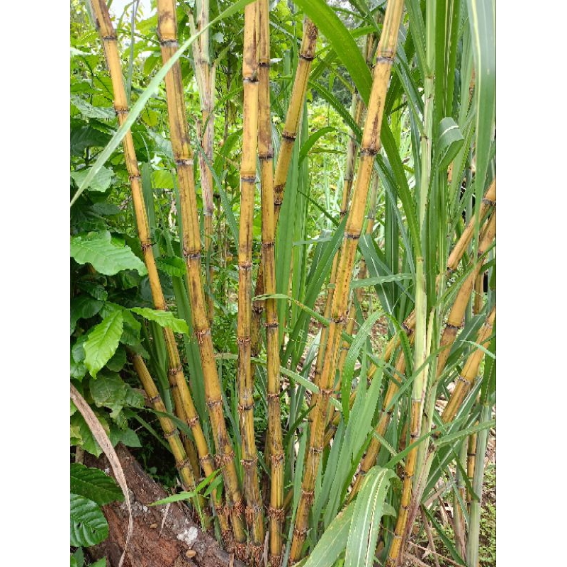 Jual Tebu kuning segar untuk bibit dan konsumsi (paket 5 batang ...