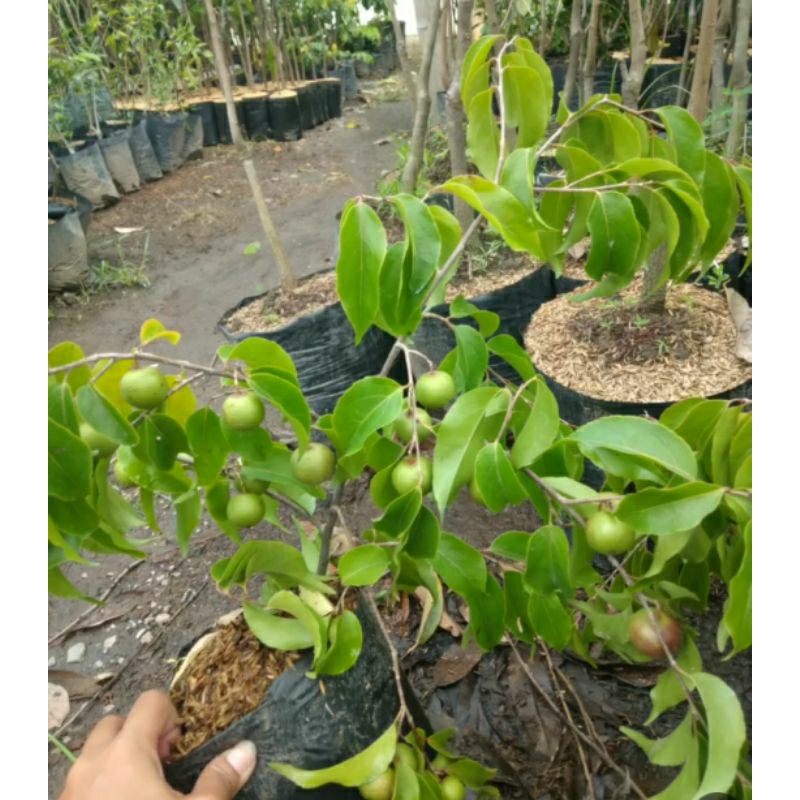 Jual bibit plum ausi cangkok, indukan sering berbuah. | Shopee Indonesia
