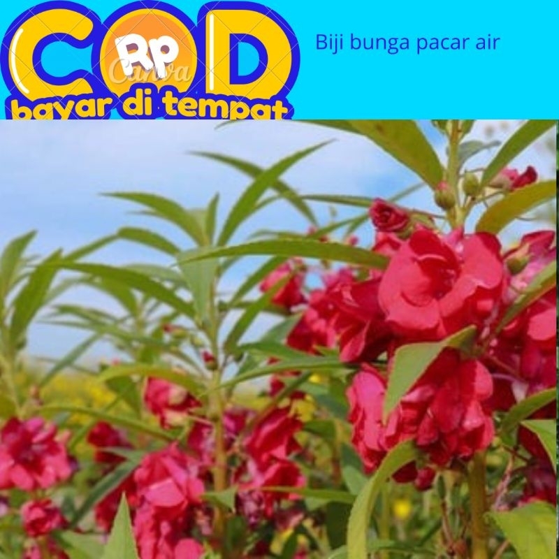 Jual biji bunga pacar air pacar banyu warna merah isi 300 biji | Shopee ...