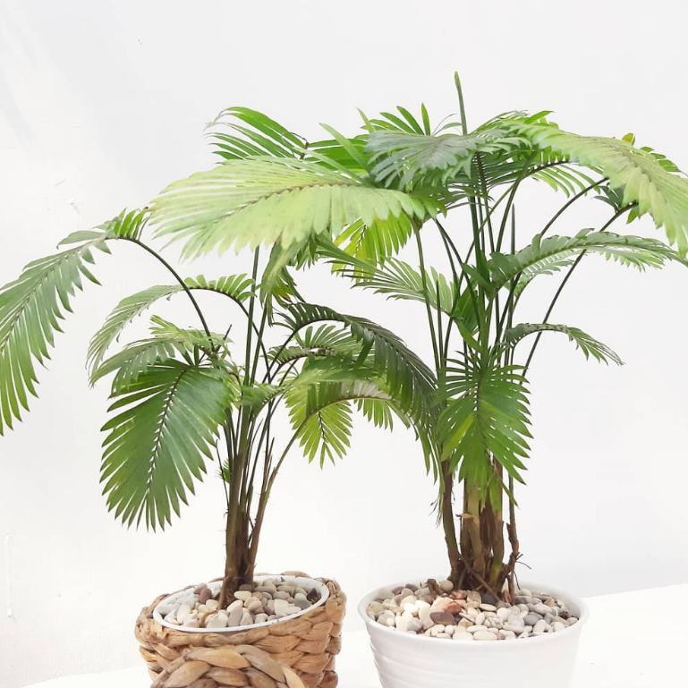 Jual tanaman hias palem rotan\palem rotan mini/rotan hias | Shopee ...