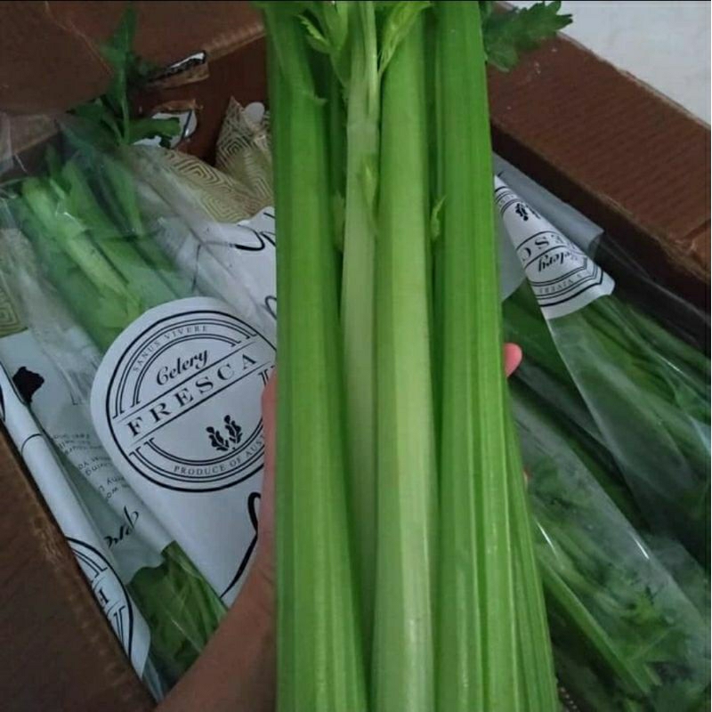 Jual Celery Australia Fresh- seledri ( min 12 kg/ 1 carton ) Harga per ...