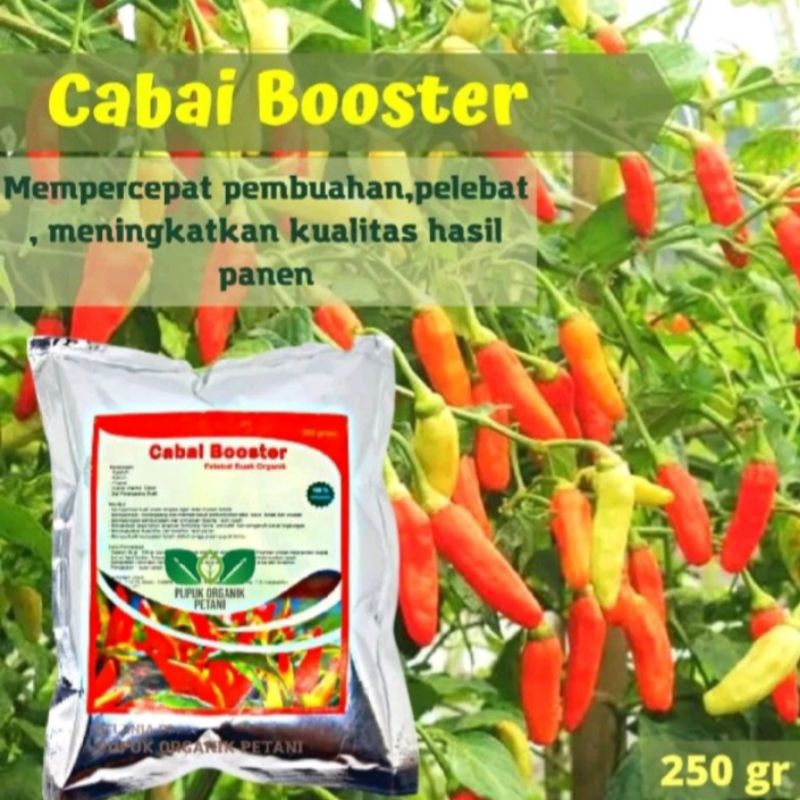 Jual Pupuk Booster Cabai Pelebat Buah Cabai | Shopee Indonesia