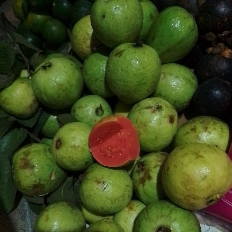 Jual jambu biji merah 10000/kg | Shopee Indonesia