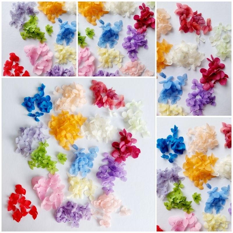 Jual Preserved Hydrangea - Pressed Flower - Kelopak Hydrangea ...
