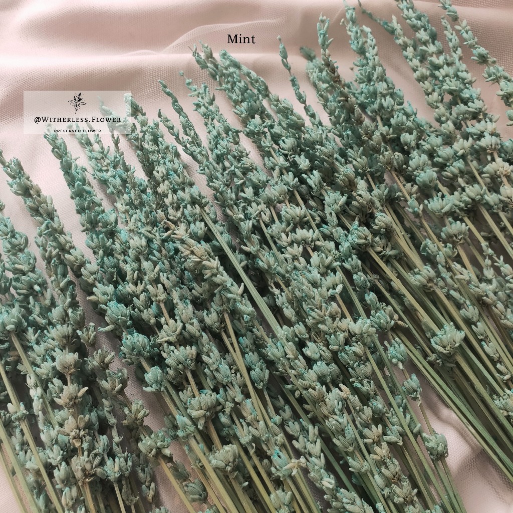 Jual 10 Tangkai Preserved Lavender / Dried Flower Awetan / Bunga Kering ...