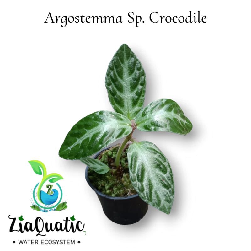 Jual Argostemma Sp. Crocodile - Tanaman Hias Paludarium Terrarium ...