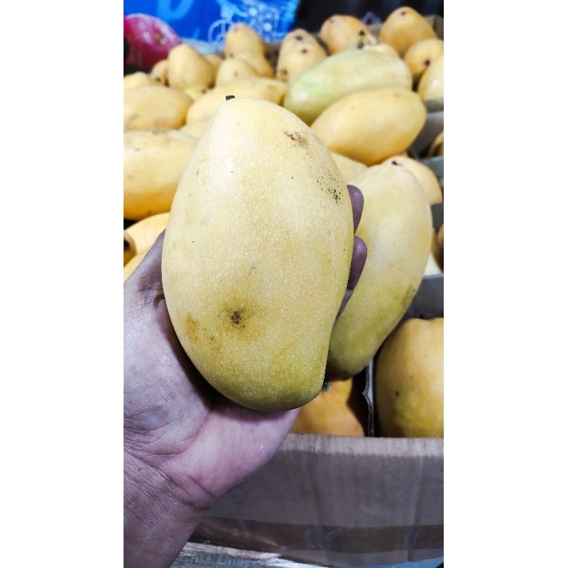Jual mangga Thailand/1kg | Shopee Indonesia