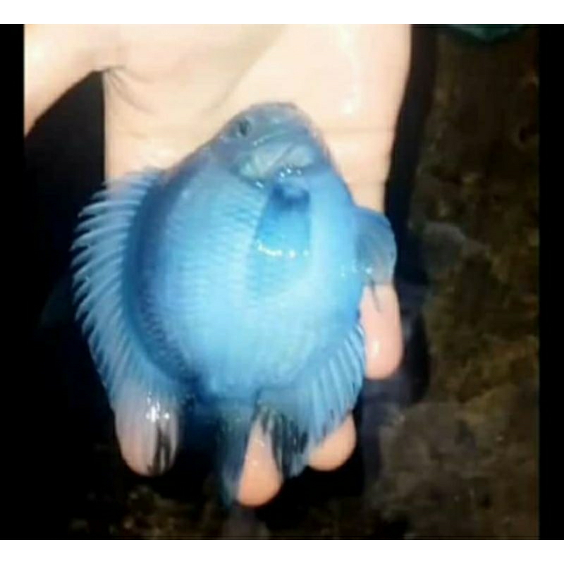 Jual ikan parrot biru / ikan perrot blue fish / ikan perot biru no tail ...