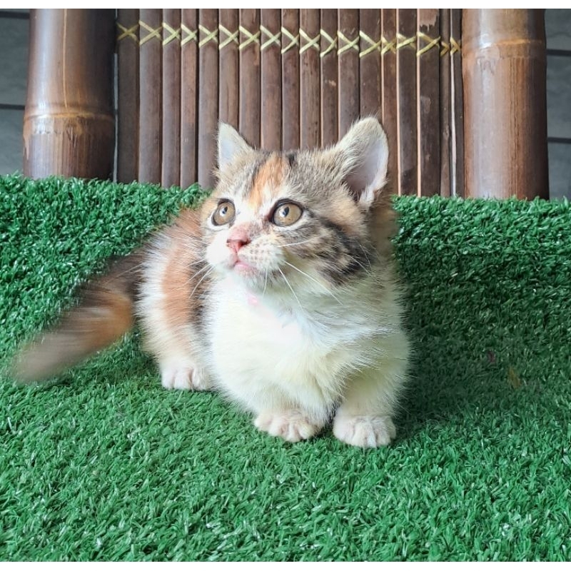 Jual Anak kucing anggora/kitten munchkin betina/kucing cebol betina ...