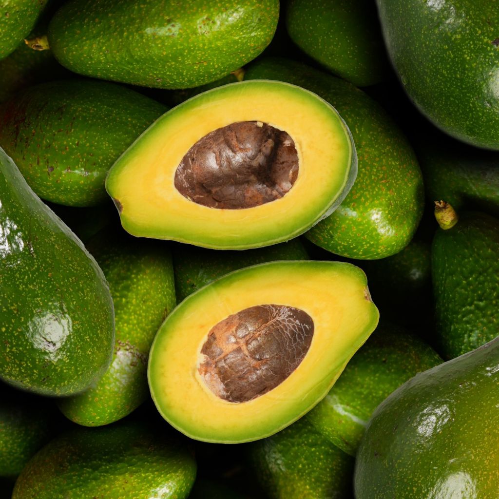 Jual Alpukat Mentega Fresh / Avocado Fresh by Bali Food Industry ...