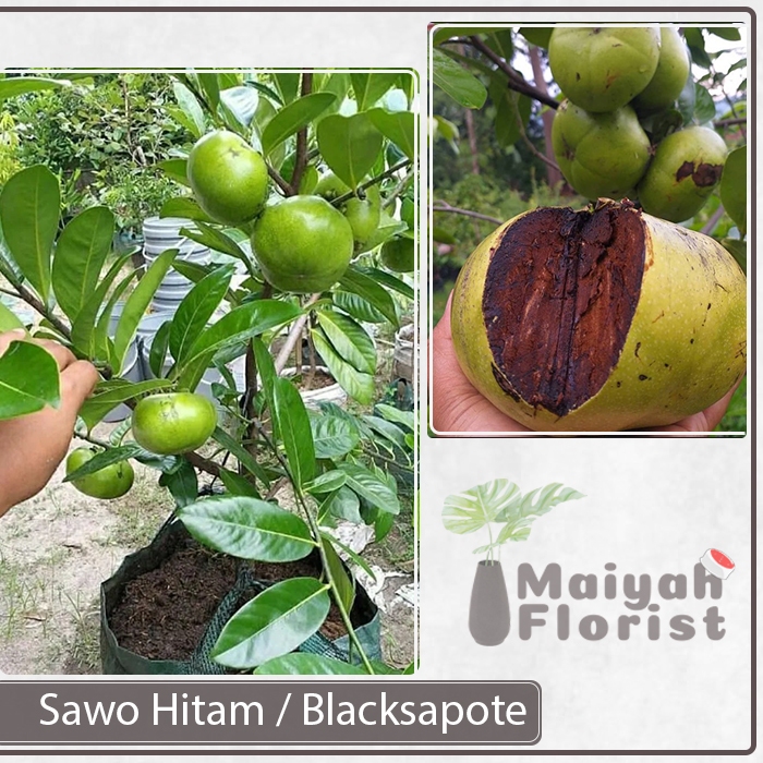 Jual Bibit Tanaman Buah Blacksapote - Sawo Hitam - Diospyros Nigra ...