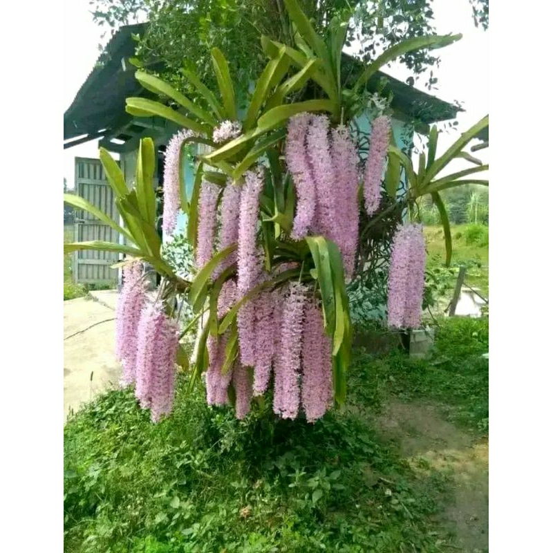 Jual anggrek ekor tupai bunga merah muda mekar spike+pot angrek ekor ...