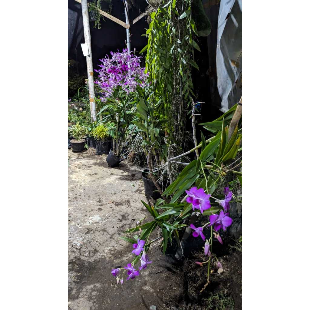 Jual Anggrek Jadul Jumbo tanaman hias anggrek | Shopee Indonesia