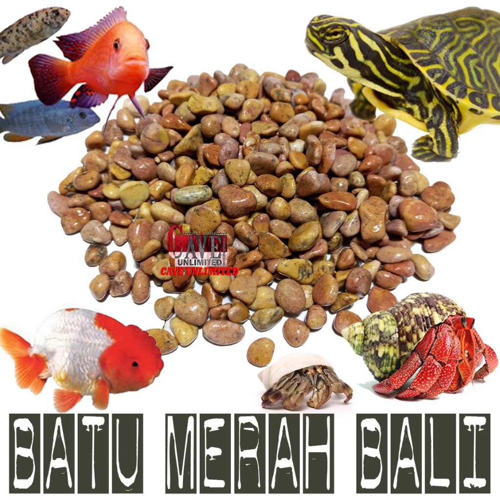 Jual BATU ALAM WARNA MERAH BALI KORAL KERIKIL HIASAN DASAR AKUARIUM ...