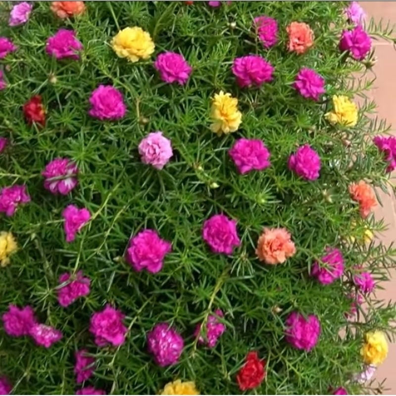 Jual Tanaman hias sutra bombay tumpuk/mossrose/bunga pukul 9 tumpuk ...