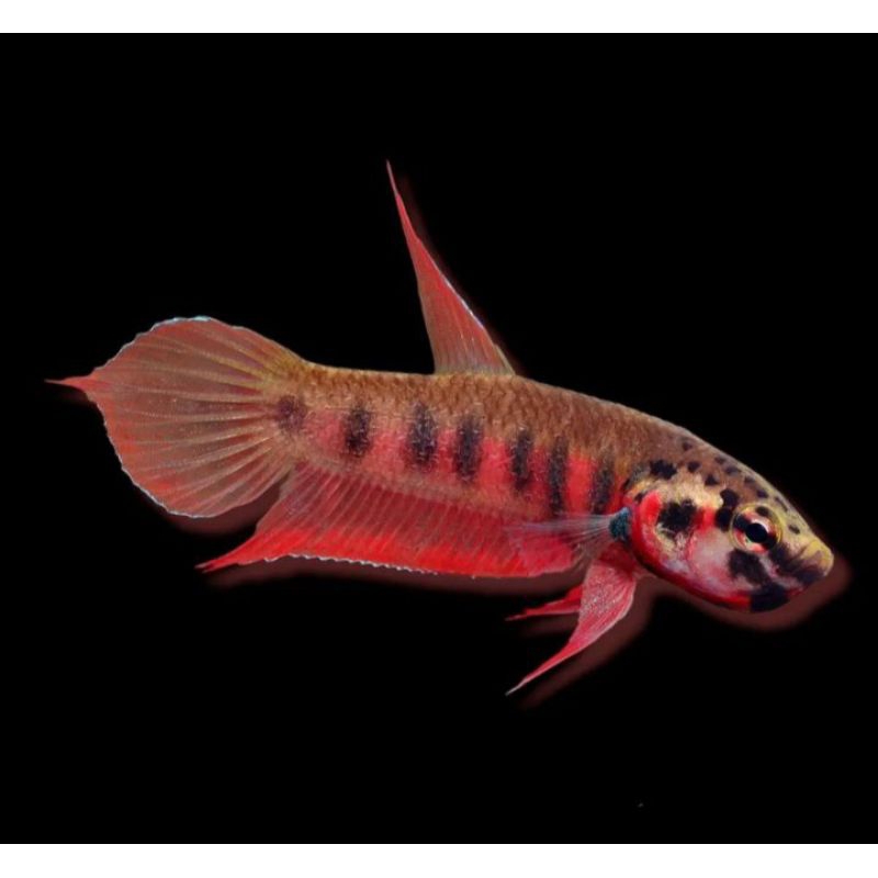 Jual wild Betta rubra pair 5 cm | Shopee Indonesia
