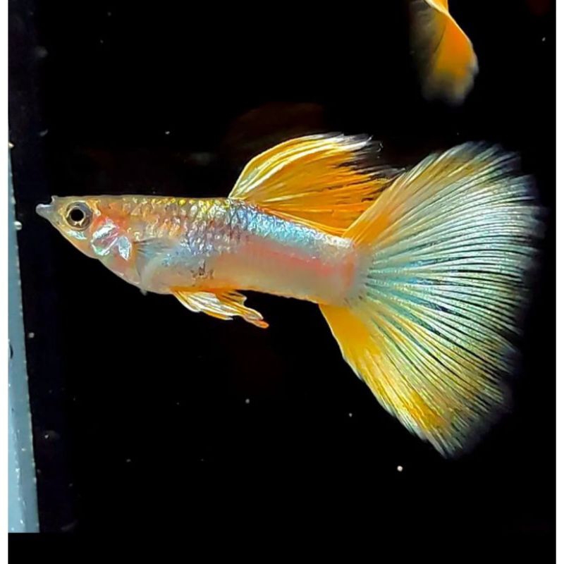 Jual ikan hias Guppy ( aneka Guppy ) | Shopee Indonesia