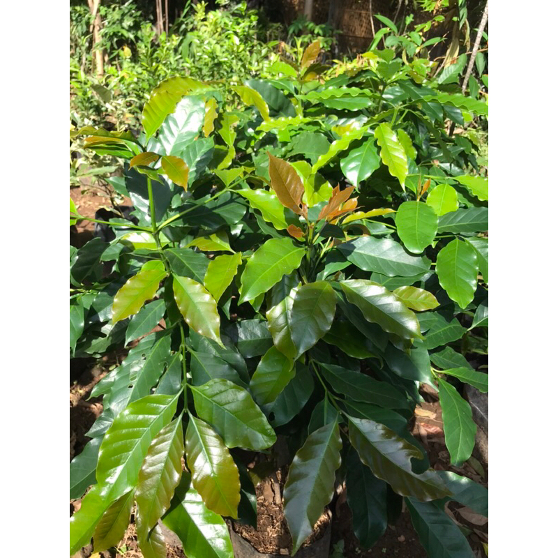 Jual bibit pohon kopi arabika | bibit pohon kopi | Shopee Indonesia Jual bibit pohon kopi arabika | bibit pohon kopi | Shopee Indonesia