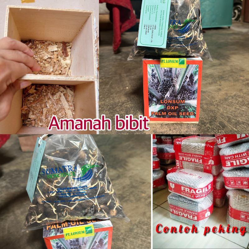 Jual BENIH KECAMBAH POLONG SAWIT LONSUM ISI 250 butir | Shopee Indonesia